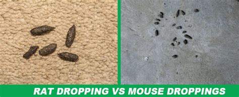 Rat Vs Mouse Understanding The Key Differences