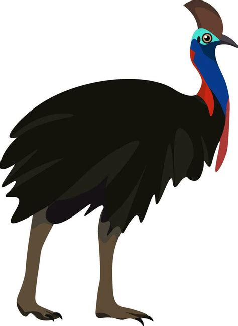 Beautiful Cassowary Vector Or Color Illustration 35428337 Vector Art