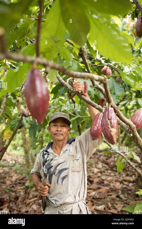 Male Cocoa Farmer Harvesting And Pruning His Cocoa Trees And Pods In