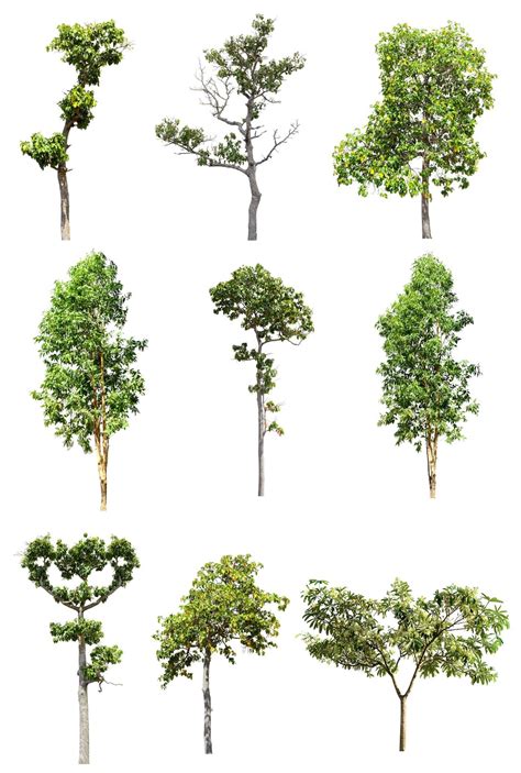 Premium Photo Digital Composite Image Of Trees Against White Background