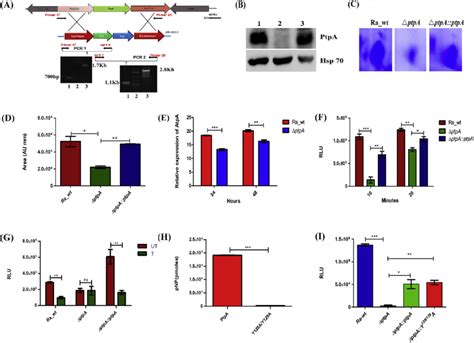 Downregulation Of Atpa In Ptpa Gene Knock Out H37ra And Decreased Atp Download Scientific