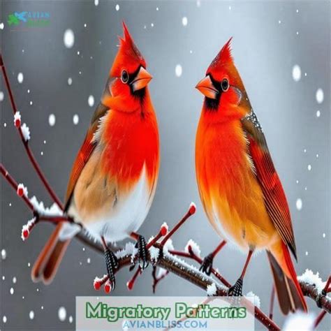 Red Robin Vs Cardinal Unveiling The Vibrant Differences In Plumage And