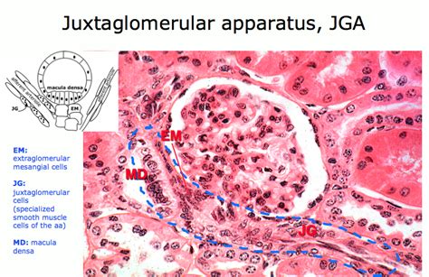 Juxtaglomerular Cells Histology