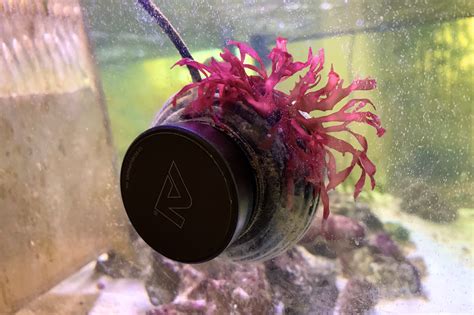 Novel Land Based Tropical Red Macroalgae Cultivation System Is Based On Influent Deep Seawater