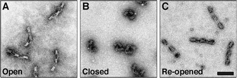 Tem Micrographs Of The Dna Origami Switch In The A Open B Closed