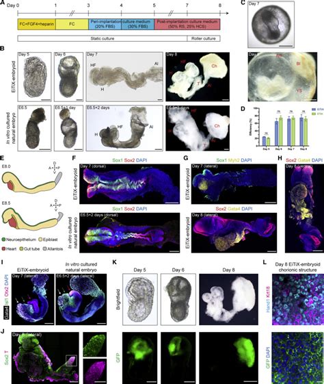 Mouse Embryo Model Derived Exclusively From Embryonic Stem Cells Undergoes Neurulation And Heart