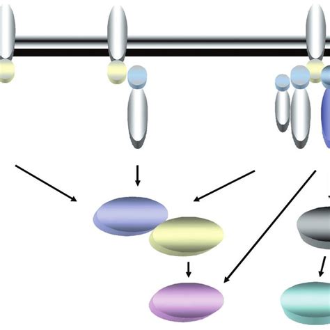 Pamp Ligands Related To Tlrs Expressed In Renal Download Table