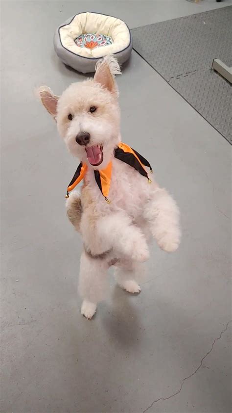 Dancing Queen Roxie She Has The Personality And The Moves By Salon 4 The Furry And Fabulous