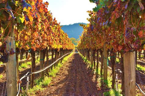 Napa Valley Perfectly Paired For Thanksgiving Day California Fall Color