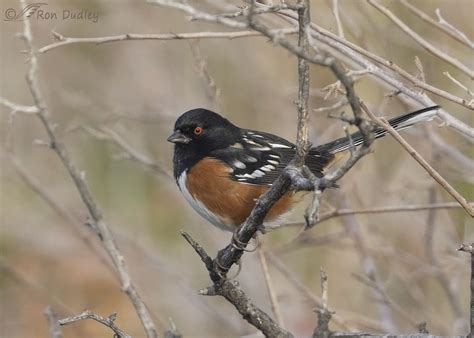 A Surprise Spotted Towhee Feathered Photography