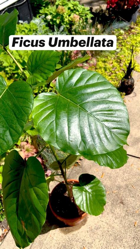 Ficus Umbellata Houseplant