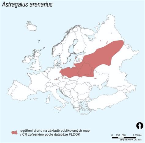 Kozinec Písečný Aneb Pozdrav Z Ruské Stepi Krajinou A Přírodou