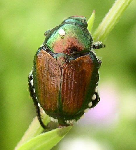 Out Smarting Japanese Beetles And Some Good News My Northern Garden