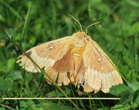 Oak Eggar Moth Fontmell Down Dorset Butterflies