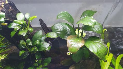 bba and excel experiment r plantedtank
