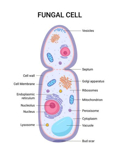 B3 Bacterium Protists And Fungus Flashcards Quizlet