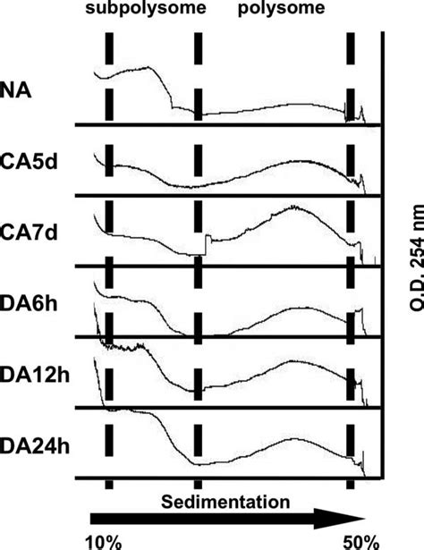 Polysomal Profiling During Ca And Da Polysomal Fractionation Was