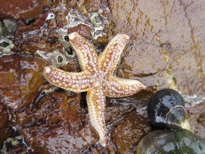 Fauna Rocky Shore Ecosystems