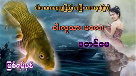 ငါးဘဝကနေလူပြည်လာပြီးသာသနာပြုတဲ့ ငါးလူသား မလေးမတင်မေ ဖြစ်ရပ်မှန