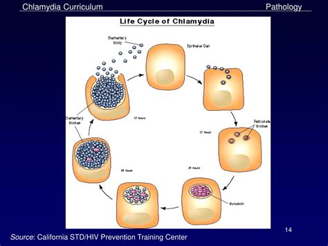 Ppt Chlamydia Powerpoint Presentation Free Download Id1270135
