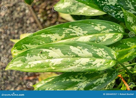 Poison Dart Plant Or Aglaonema Commutatum Plant In Saint Gallen In