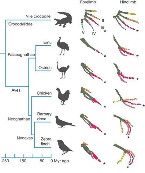 Divergent Evolution Of Birds Homologous Structures