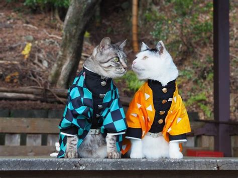Cosplay Enthusiast Turn Cats Into Feline Versions Of Popular Anime
