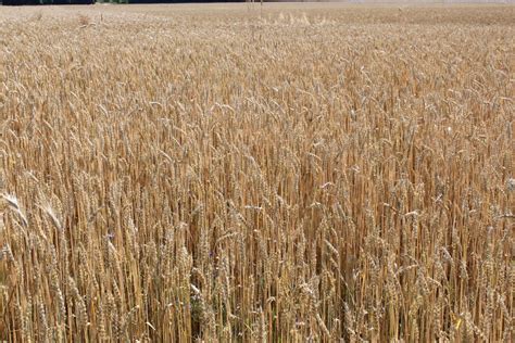 무료 이미지 들 대초원 식품 수확고 농업 시리얼 밀밭 목초지 호밀 보리밭 꽃 피는 식물 상품 에머 삼백초 잔디 가족 육상 식물