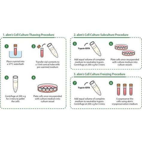 T Enhanced Primary Human Liver Sinusoidal Endothelial Cells