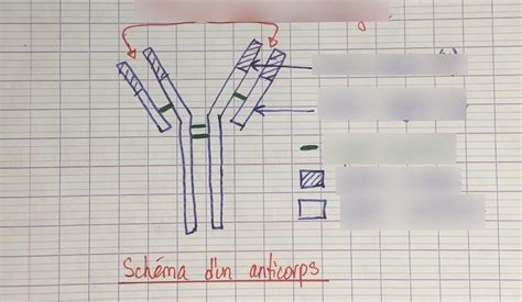 Schéma Anticorps Diagram Quizlet