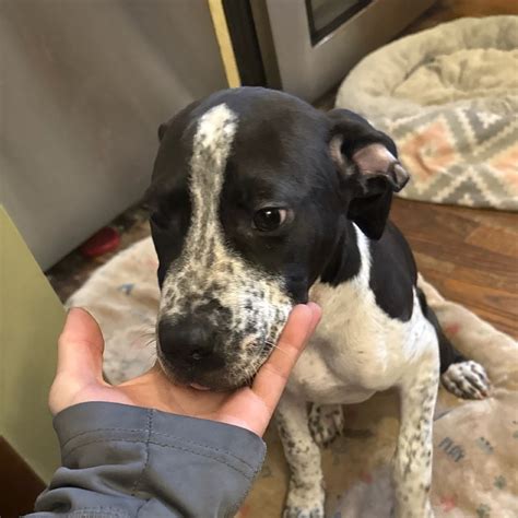 Dog For Adoption Olaf A Mixed Breed In Red House Wv Petfinder