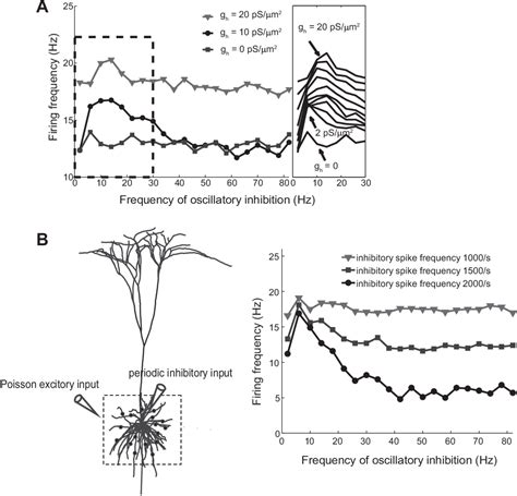 Figure 4 From Control Of Layer 5 Pyramidal Cell Spiking By Oscillatory Inhibition In The Distal