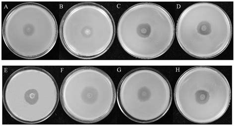 Lysobacter Enzymogenes Cx06 Antagonizing Xanthomonas Campestris And