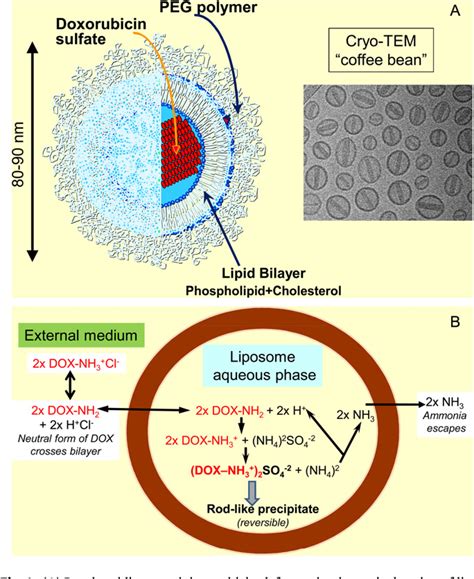 Figure 1 From New Insights And Evolving Role Of Pegylated Liposomal