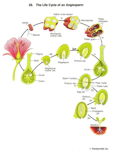 Life Cycle Of An Angiosperm Diagram Cycle Angiosperm Life