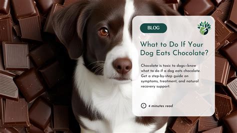 What To Do If Your Dog Eats Chocolate