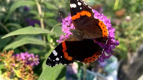 Gardening For Butterflies Bell Plantation Shopbell Plantation Shop