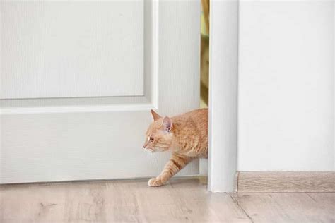 Cat Conundrum Can Cats Really Squeeze Under Doors