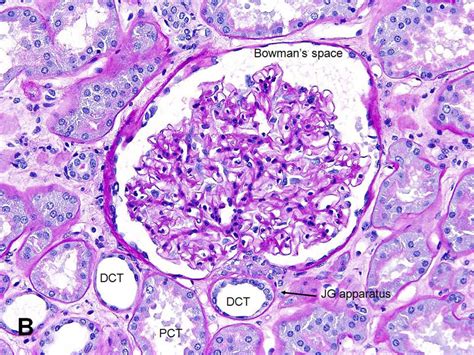Glomerulus Definition Structure And Function