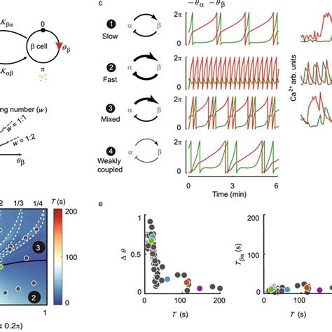 Mathematical Model Of Islet α And β Cells A Two Cell Islet Model The Download Scientific