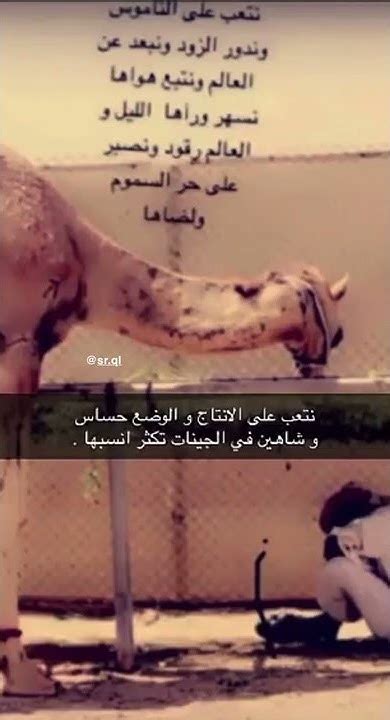 دانه من دانات Youtube