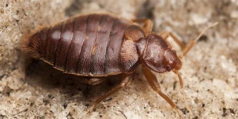 Does Boric Acid Or Borax Kill Bed Bugs
