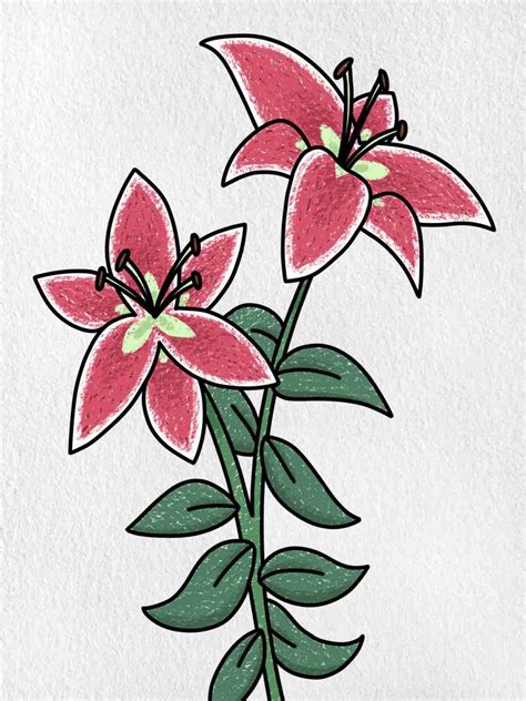 Easy To Draw Lily Flower