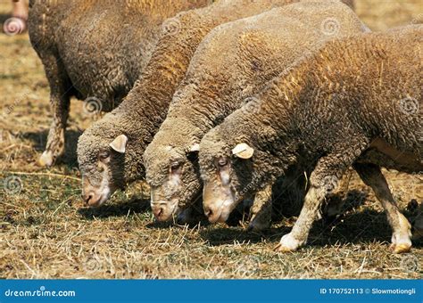 Mouton Merinos Stock Image Image Of Sheep Herbivore 170752113
