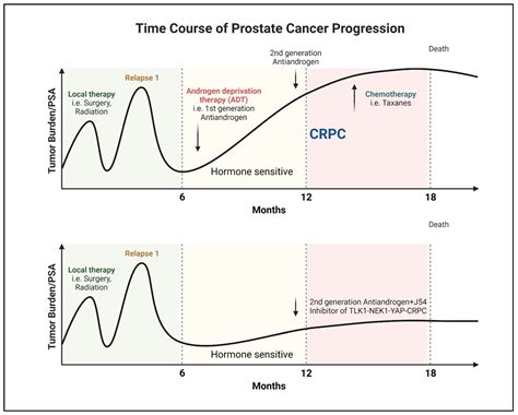 Targeting Prostate Cancer The ‘tousled Way V2