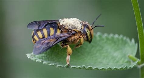 17 Kinds Of Bees Ranked From Harmless To Straight Up Terrifying