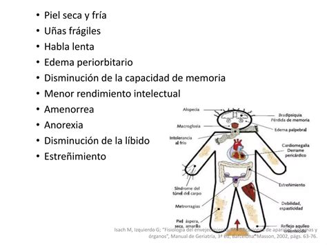 Cambios Anatomofuncionales Del Sistema Endocrino En El Adulto Mayor Pptx