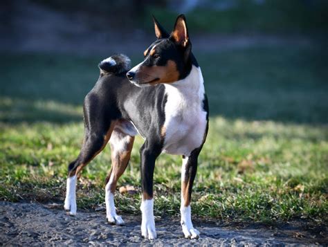 Briarbey Basenjis