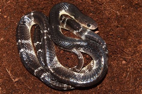 Silent Predator The Krait Of India