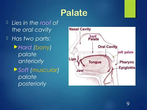 Oral Cavity Dentistry Ppt
